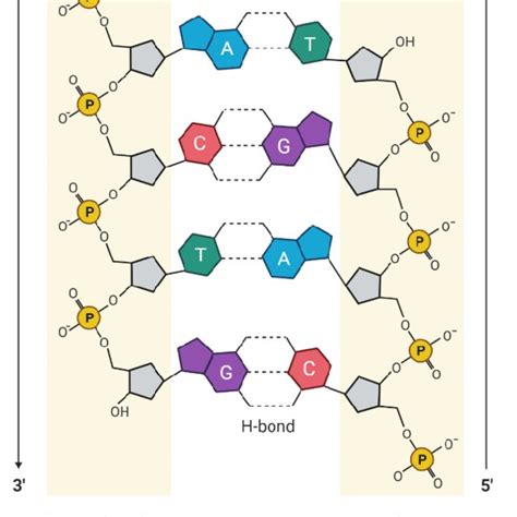 1 Basic Structure Of Dna Dna Is A Polymeric Chain Of Nucleotides