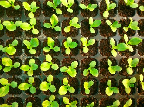 7 Plantas Fáciles De Cultivar Por Semilla