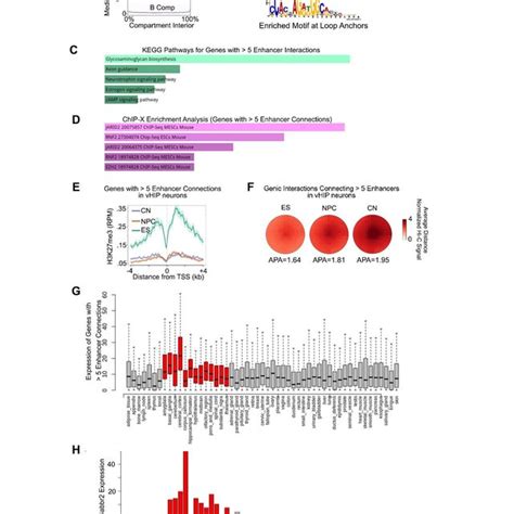 sex specific ctcf loops in vhip neurons more sex specific loops can be