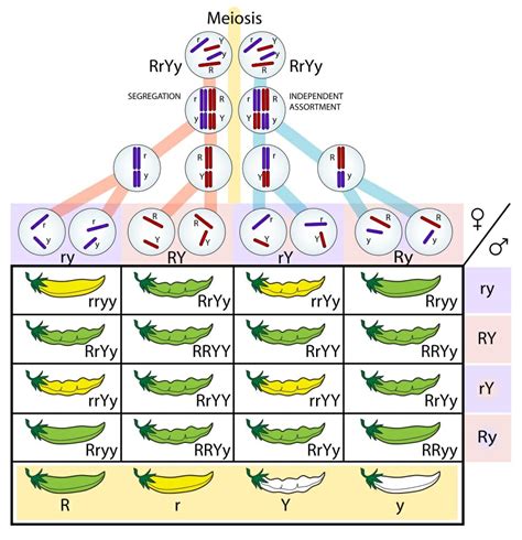 Mendels Principles Of Heredity