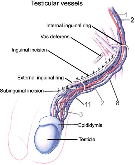 Schematic Diagram Of The Microanatomy Of The Spermatic Cord The