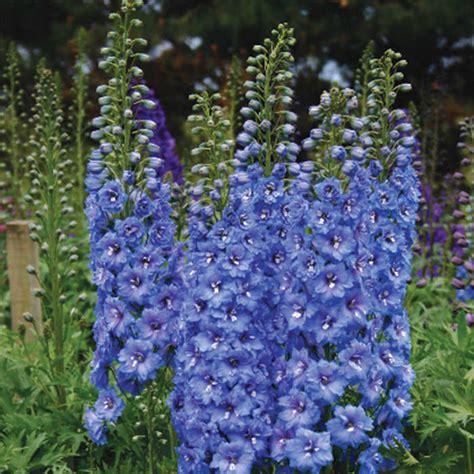 Delphinium Blue Lace Delphinium J W Jung Seed Company