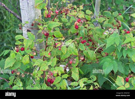 Wild Raspberry Bushes Growing In The Forest With Red Berries Stock