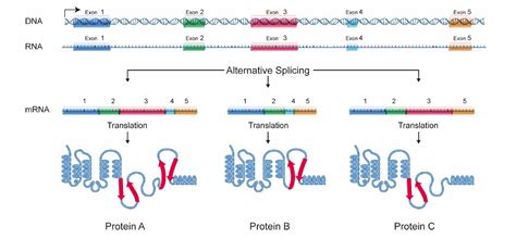 Structure Of Genes And Control Of Gene Expression A Level Biology Notes