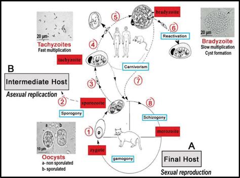 life cycle of t gondii a the sexual reproduction in