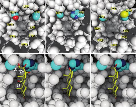 Structural Models Of The Ligand Binding Pockets Of Nuclear Receptors