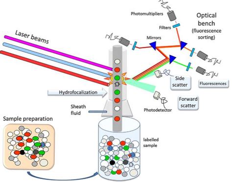 Flowcytometri Princip Differbetween