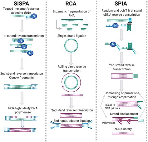 Frontiers High Throughput Sequencing For The Detection And