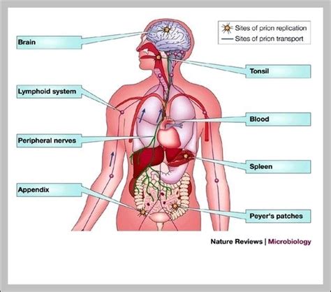 Appendix Location On Body Image Anatomy System Human Body Anatomy