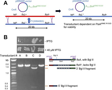 Role Of The Antiparallel Double Stranded Filament Form Of Ftsa In