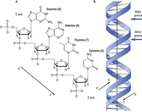 Deoxyribonucleic Acid Medical Biochemistry