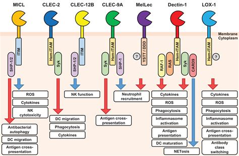 C‐type Lectin Receptors Of The Dectin‐1 Cluster Physiological Roles
