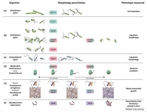Beyond Growth Novel Functions For Bacterial Cell Wall Hydrolases
