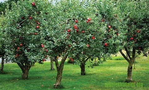 Distancia Entre árboles Frutales Consejos Para Plantar