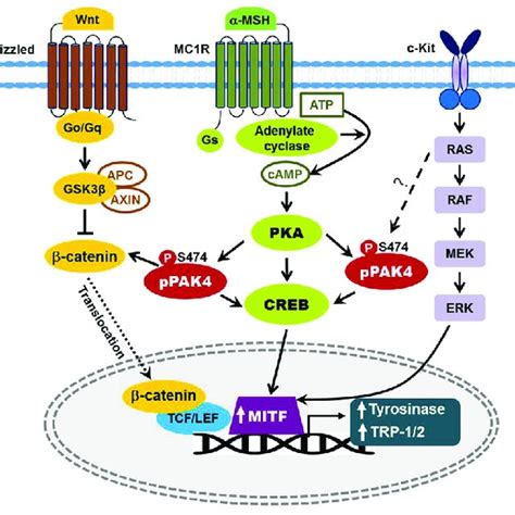 Pak4 Mediated Signaling Pathways In Melanogenesis Pak4 Is Activated