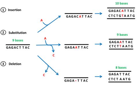 Gene Mutations And Cancer For Schools And Colleges Virtual Genetics
