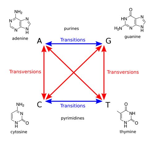 Difference Between Transition And Transversion Compare The Difference