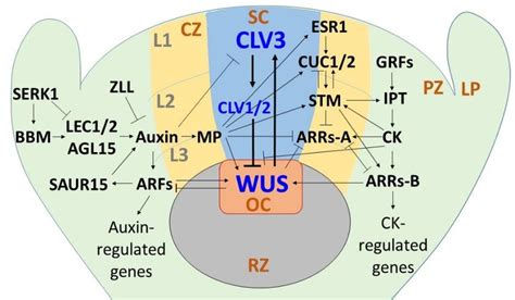 Shoot Apical Meristem Sam The Wus Clv3 Negative Feedback Loop And