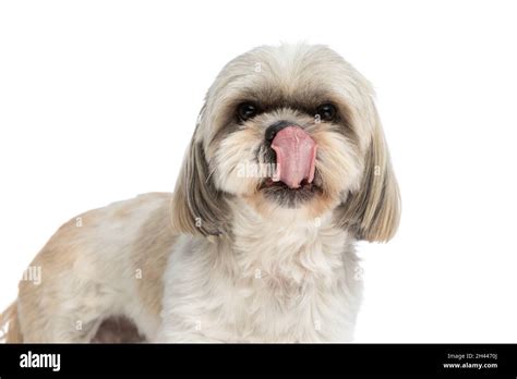 Hermoso Perro Shih Tzu Lamer Su Nariz Y Sentirse Ansioso Por Comer Algo