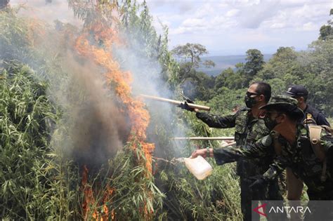 Dua Hektare Ladang Ganja Siap Panen Di Aceh Besar Dimusnahkan