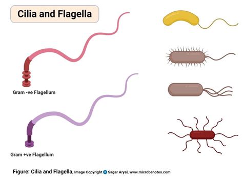 Cell Organelles Definition Structure Functions Diagram