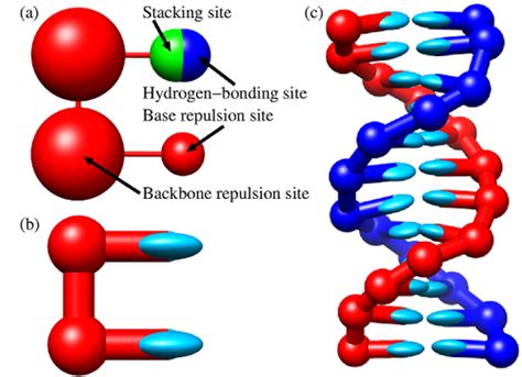 Dna Model Introduction Oxdna