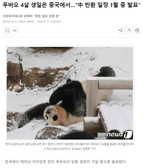 더쿠 푸바오 4살 생일은 중국에서…中 반환 일정 1월 중 발표