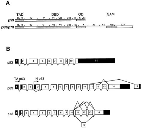 A Schematic Representation Of The Structure Of P53 P63 And P73 The