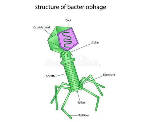 Structure Of Bacteriophage Stock Vector Illustration Of Histology