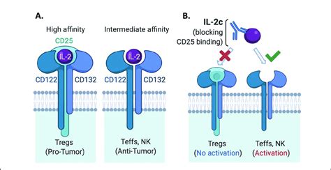 Graphic Illustration Of Il 2 Receptor And Il 2 Complex A High
