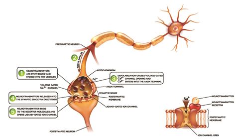 Neuron The Definitive Guide Biology Dictionary