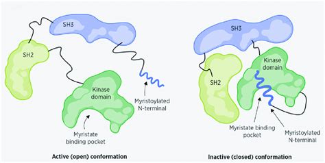 Schematic Of The Active Open And Inactive Closed Conformations Of