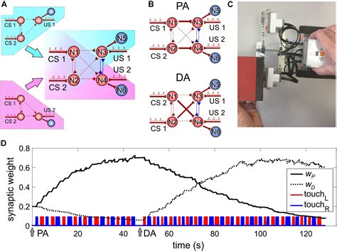 Frontiers Spatial Properties Of Stdp In A Self Learning Spiking