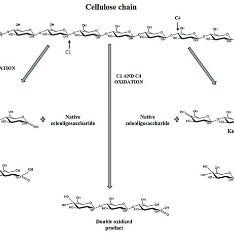Reaction Scheme Of Lpmo Cellulose Degradation Showing The Products