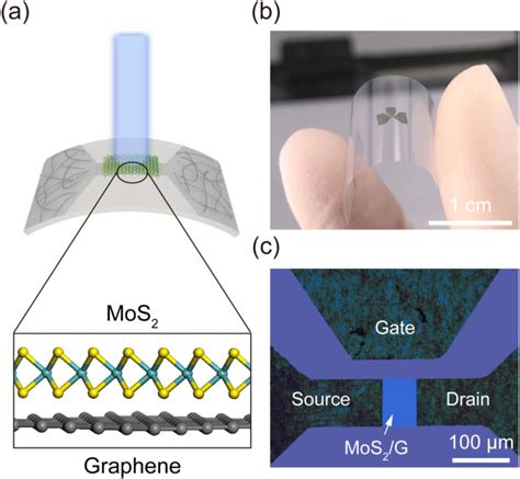 Structure Of The Flexible Mos2 G Photodetector A Schematic
