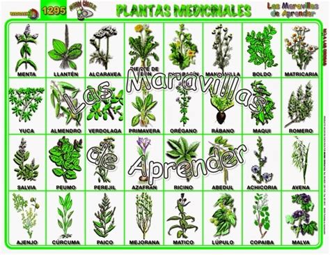 Plantas Medicinales Plantas Medicinales Mas Comunes