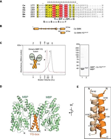 16 Structural Conservation Of Smn Yg Box Module In C Elegans Ce A
