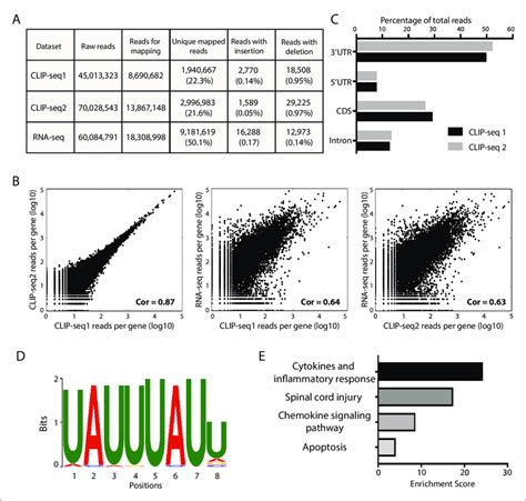 Transcriptome Wide Identification Of Zfp36 Target Mrnas Using Clip Seq