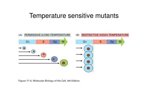 Ppt A Brief History Of The Cell Cycle Powerpoint Presentation Free
