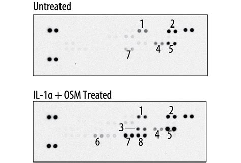 Proteome Profiler Antibody Arrays Rapid Protein Profiling Bio Techne