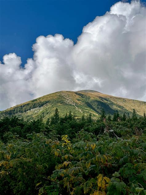 Image result for Python Mounten