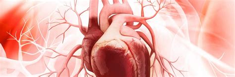 Image result for Heart Dissection