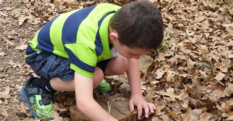 Image result for Insects Lessons