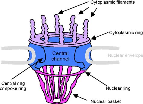 Image result for Function of Nuclear Pore Complex