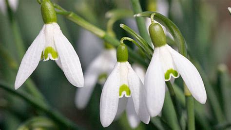 Image result for Snowdrop Varieties