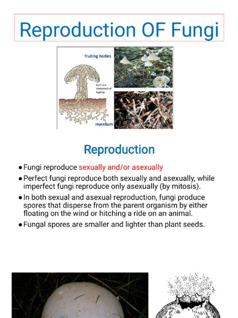 Image result for Fungus Reproduction