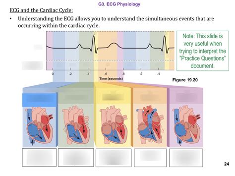 ECG and Cardiac Cycle Diagram | Quizlet