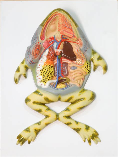 Image result for Frog Anatomy Dissection