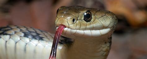Image result for Python Snakes Diet