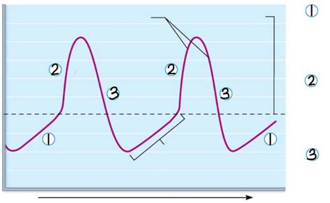 Image result for Pacemaker Potential